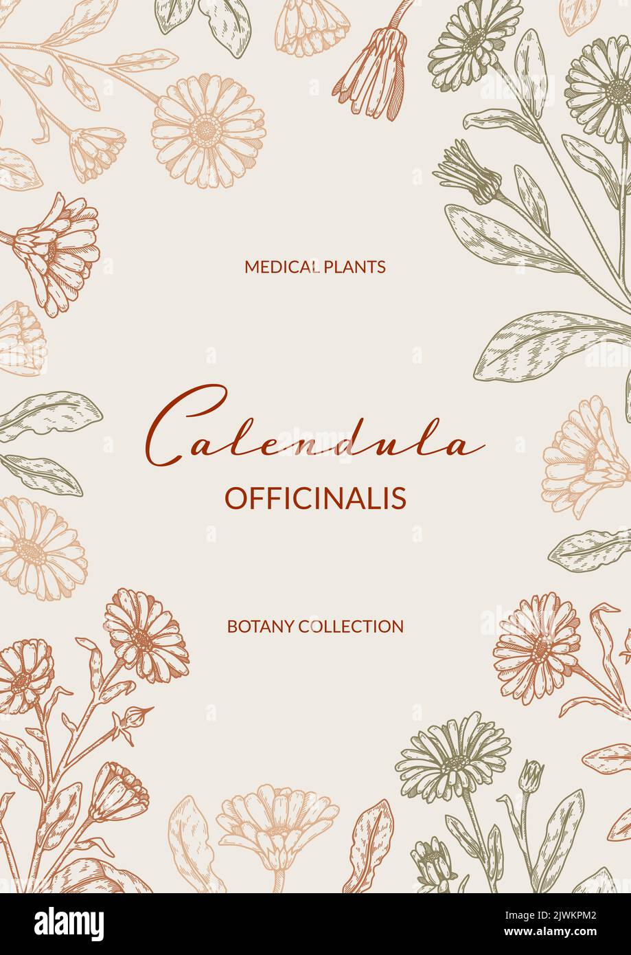 Calendula vertical packaging design with hand drawn elements. Vector ...
