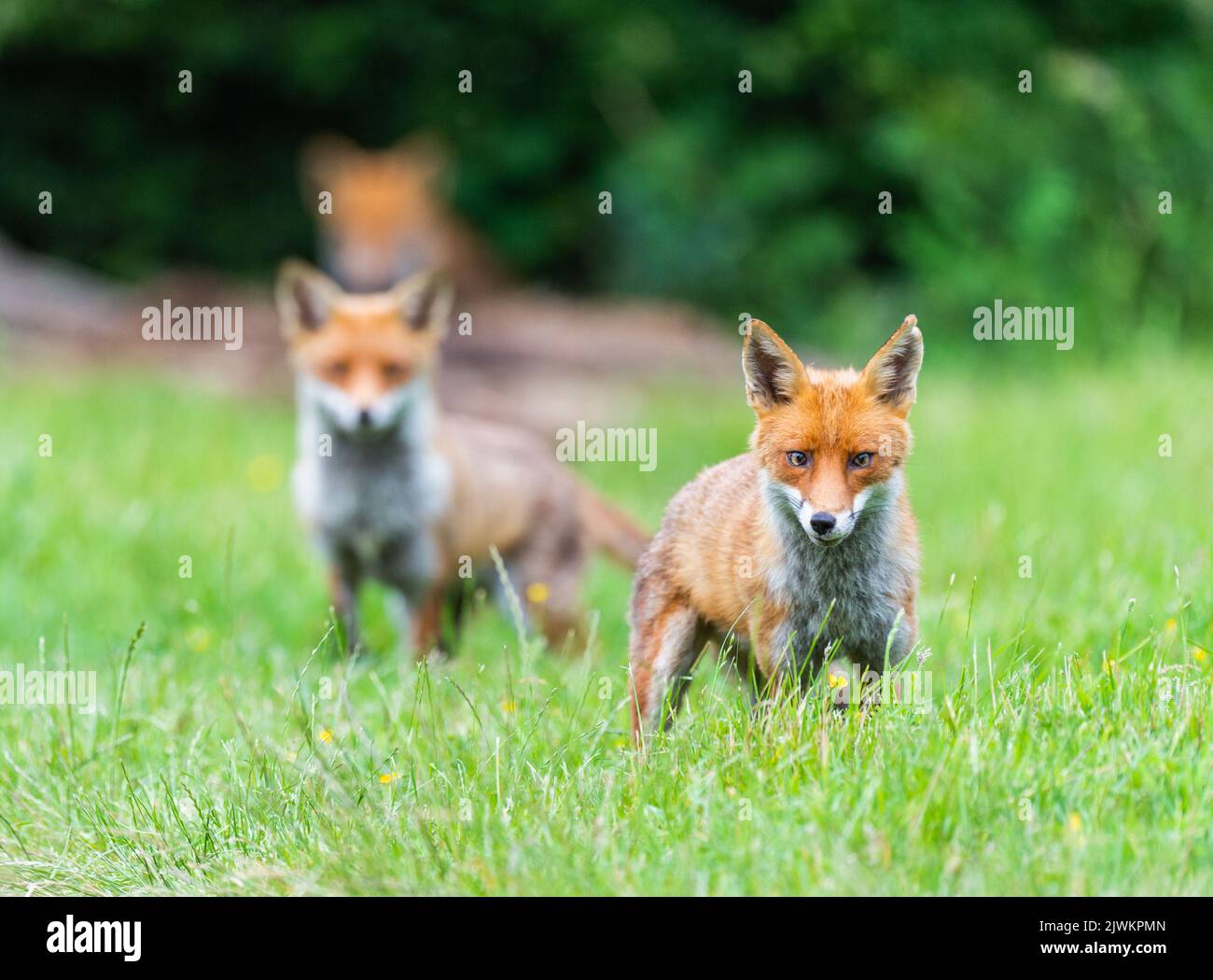 Wild Foxes in the UK Stock Photo - Alamy