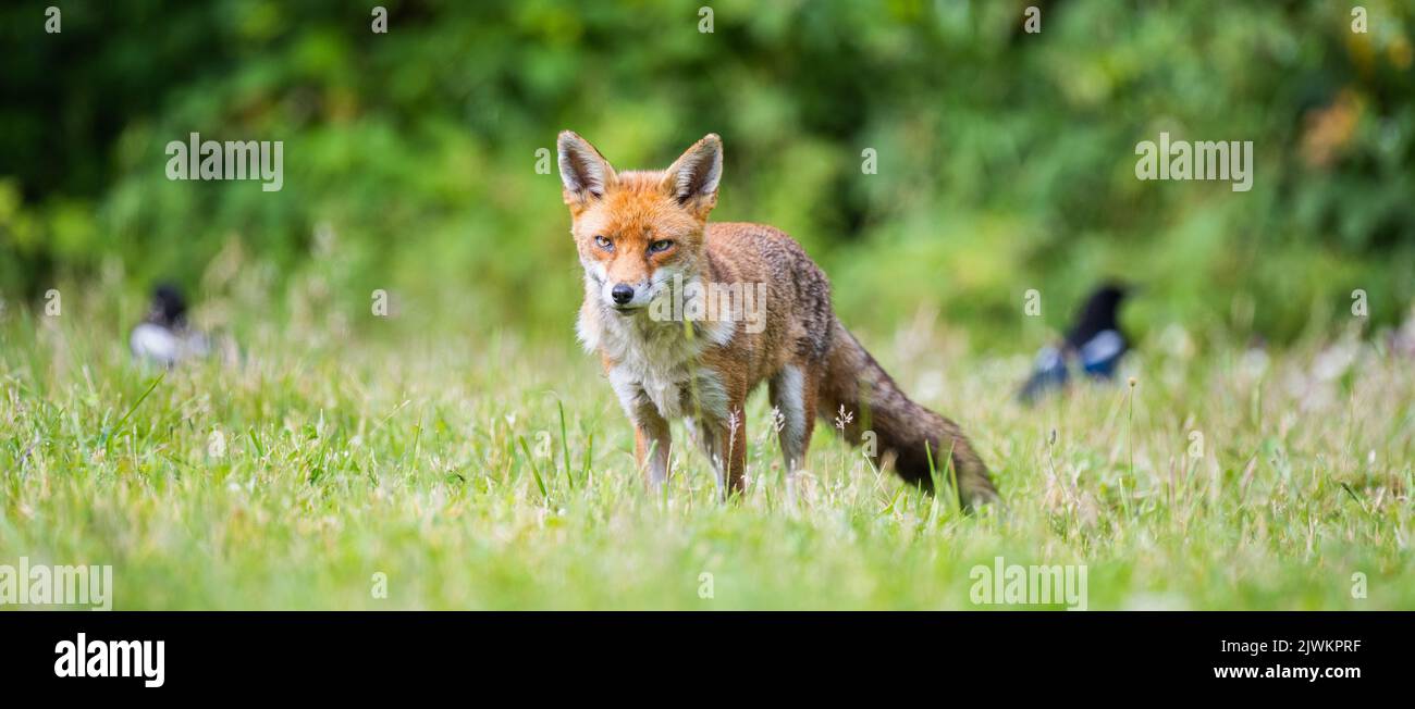 Wild Foxes in the UK Stock Photo - Alamy
