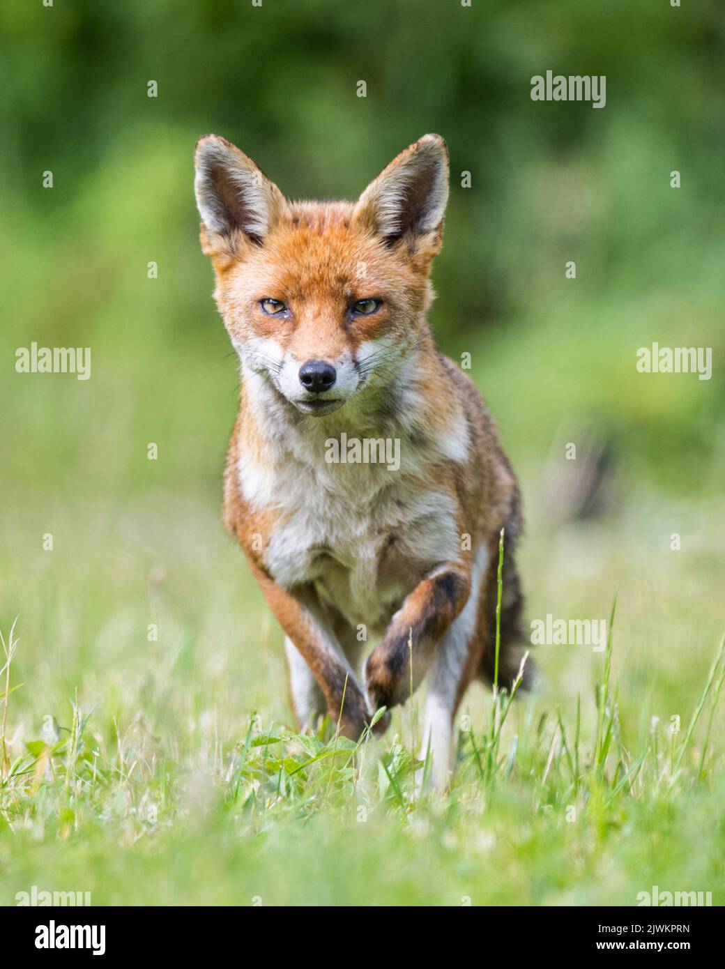 Wild Foxes in the UK Stock Photo - Alamy