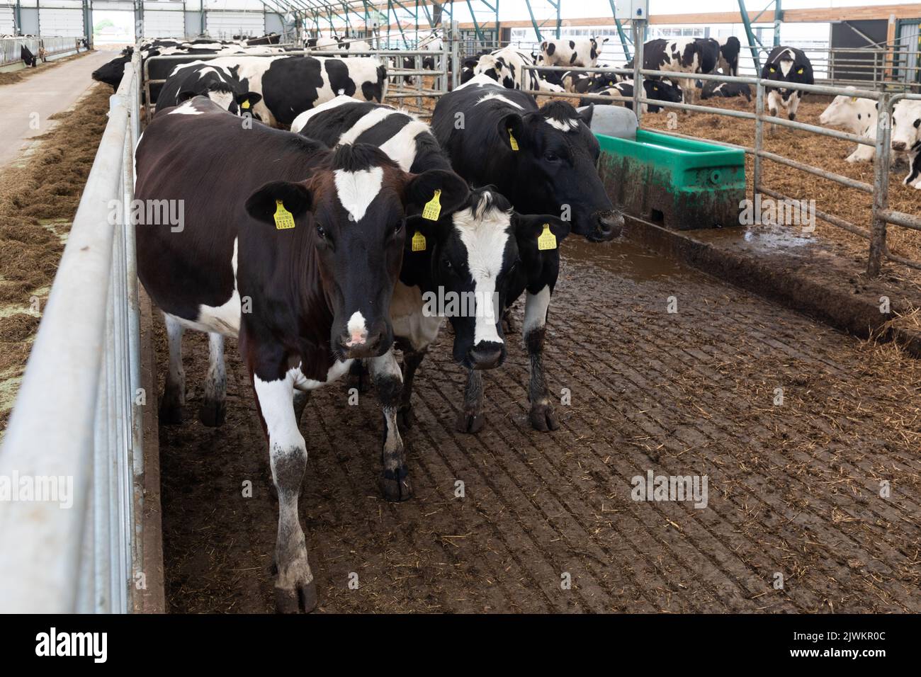 the road moves along the aisle at a modern dairy farm Stock Photo - Alamy