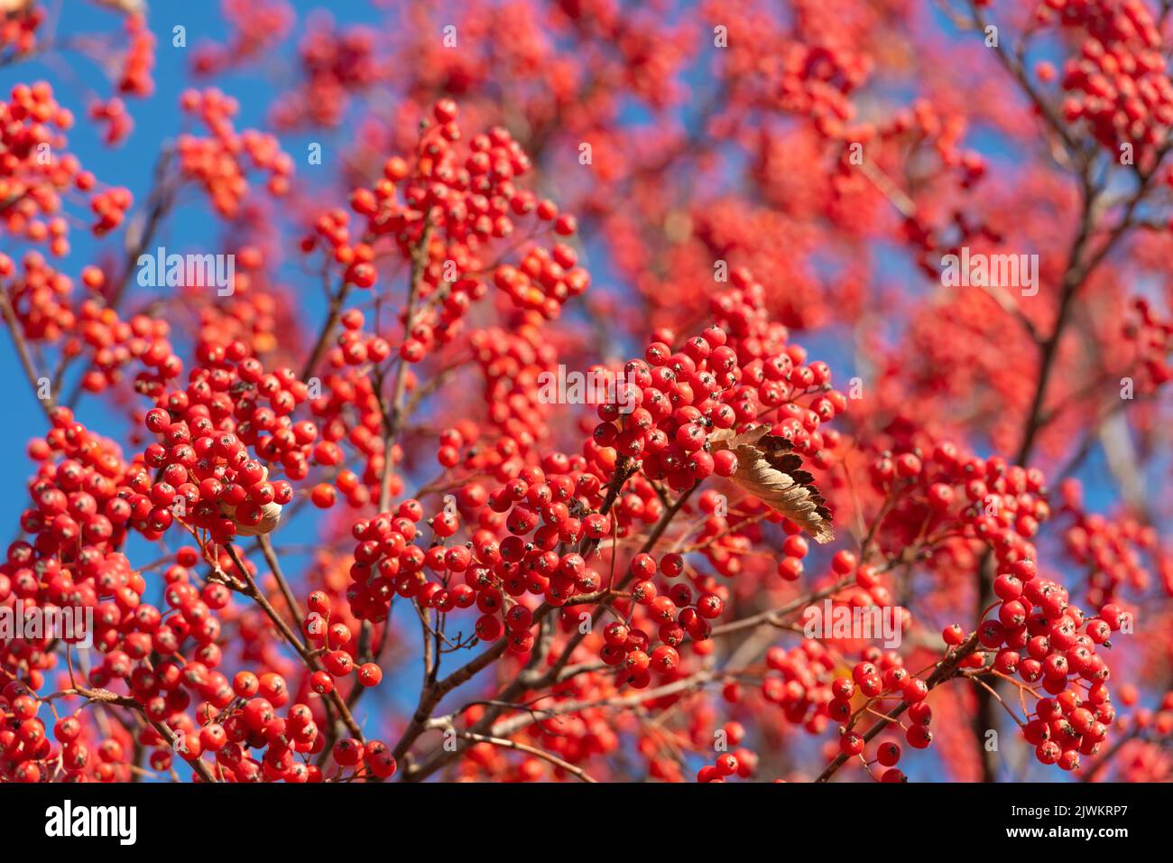 rowan tree with red berry plant background Stock Photo - Alamy