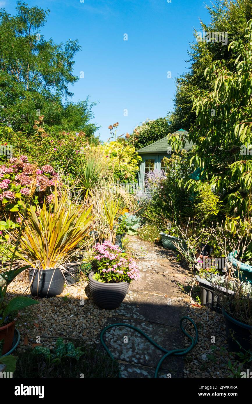 Parched Garden in a Hot Summer, Somerset, England, UK Stock Photo - Alamy