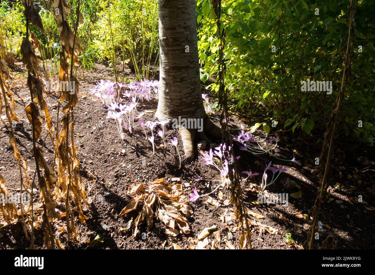 Perennial undergrowth hi-res stock photography and images - Alamy