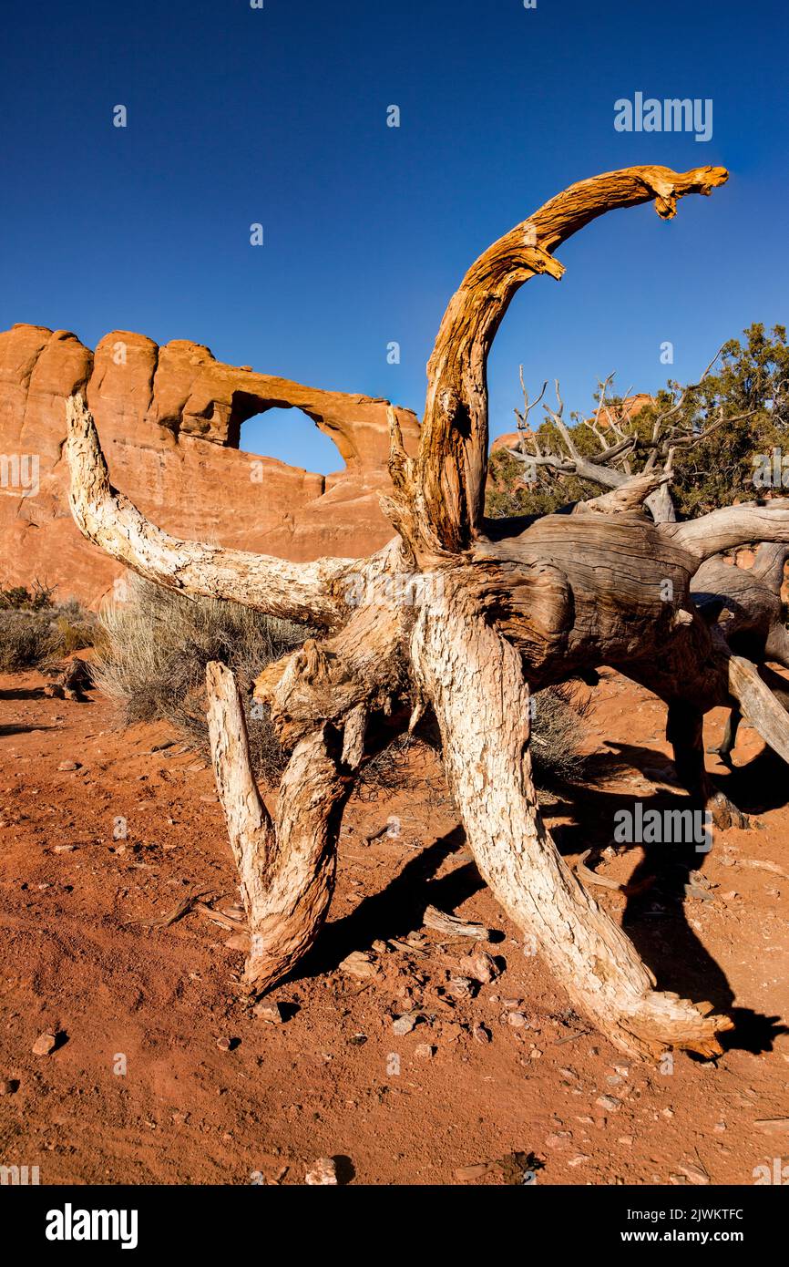 Roots of a dead pinyon pine tree in front of Skyline Arch, an Entrada ...