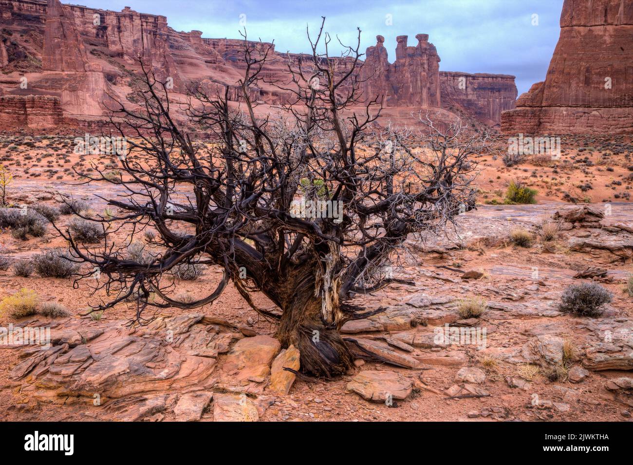 A twisted dead juniper tree in front of the Three Gossips in the ...
