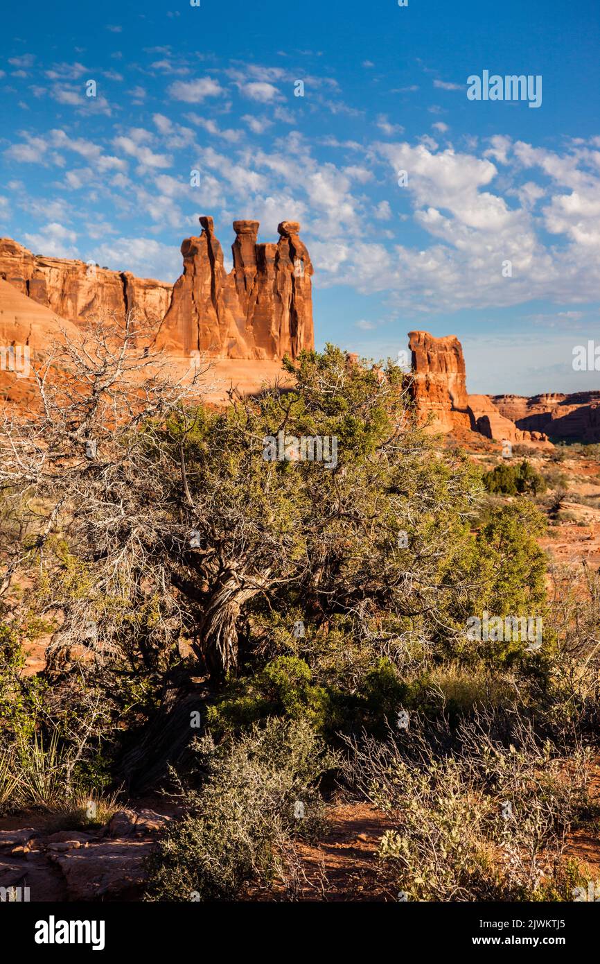 A twisted juniper tree in front of the Three Gossips and Sheep Rock in ...