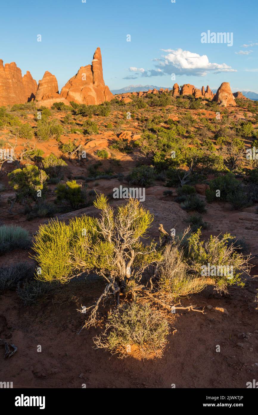 Mormon tea ephedra sp hi-res stock photography and images - Alamy