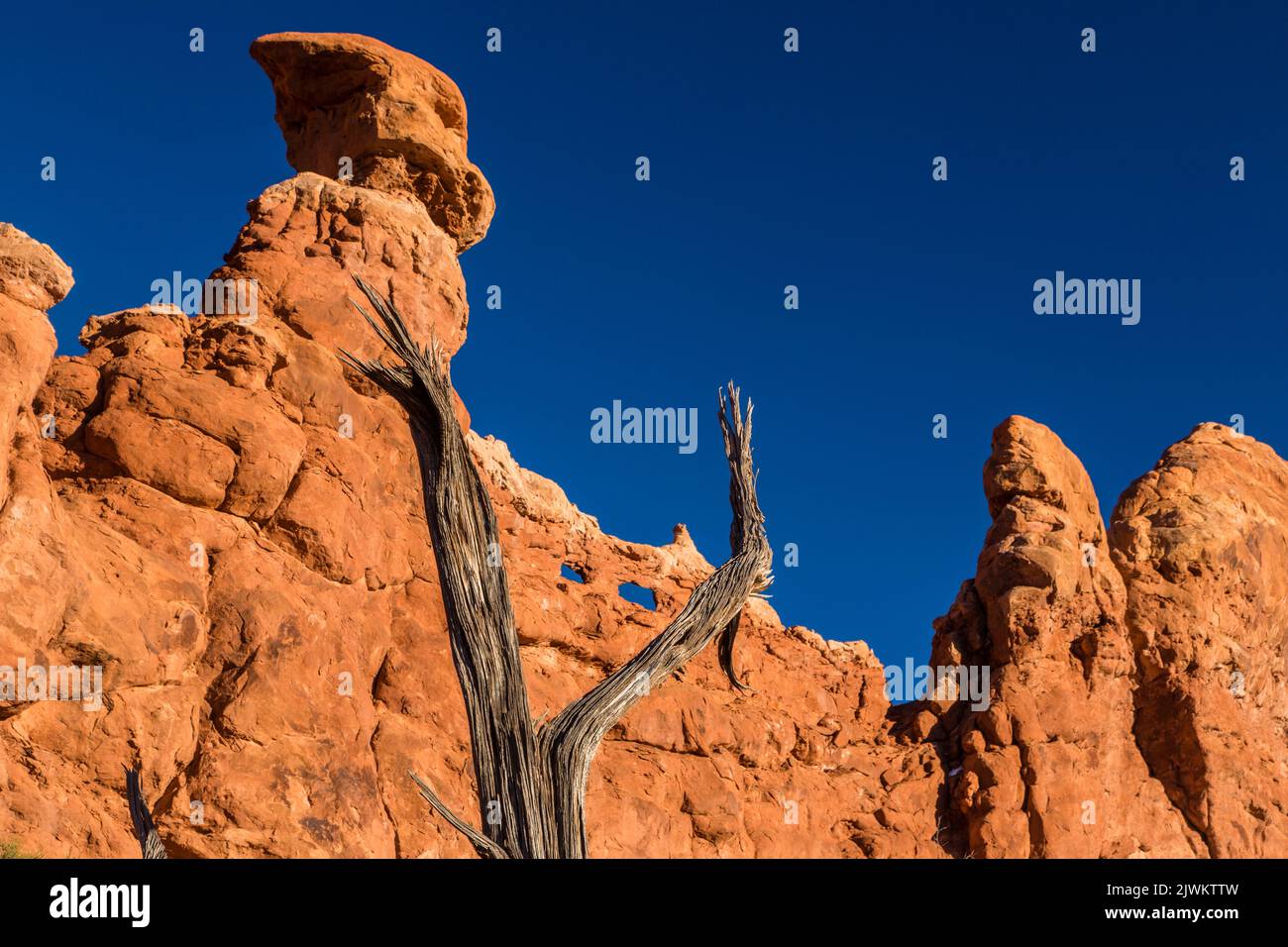 A dead juniper tree frames two small arches in an Entrada sandstone fin ...