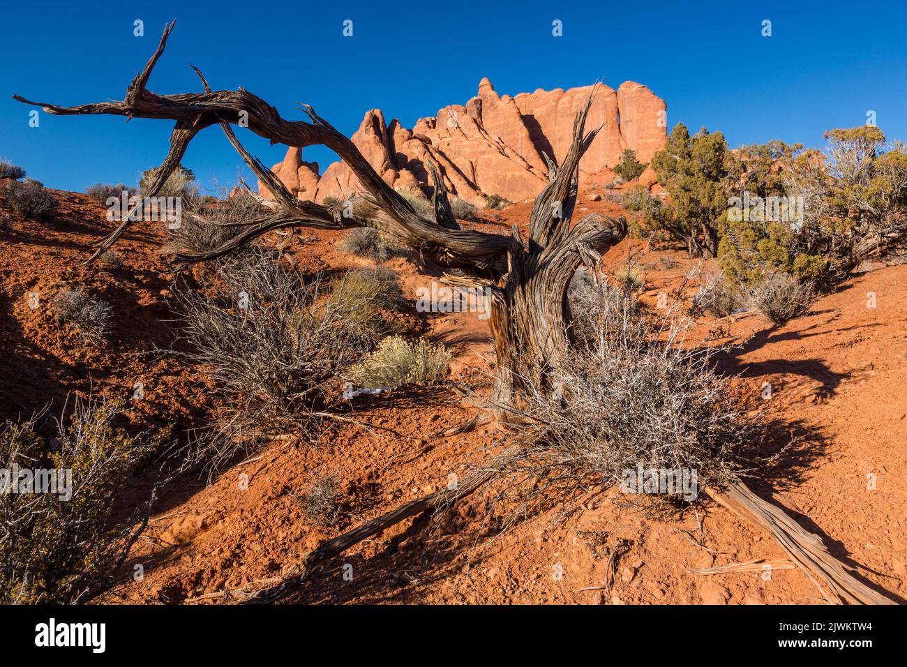 A dead juniper tree in front of Entrada sandstone fins in the Devil's ...
