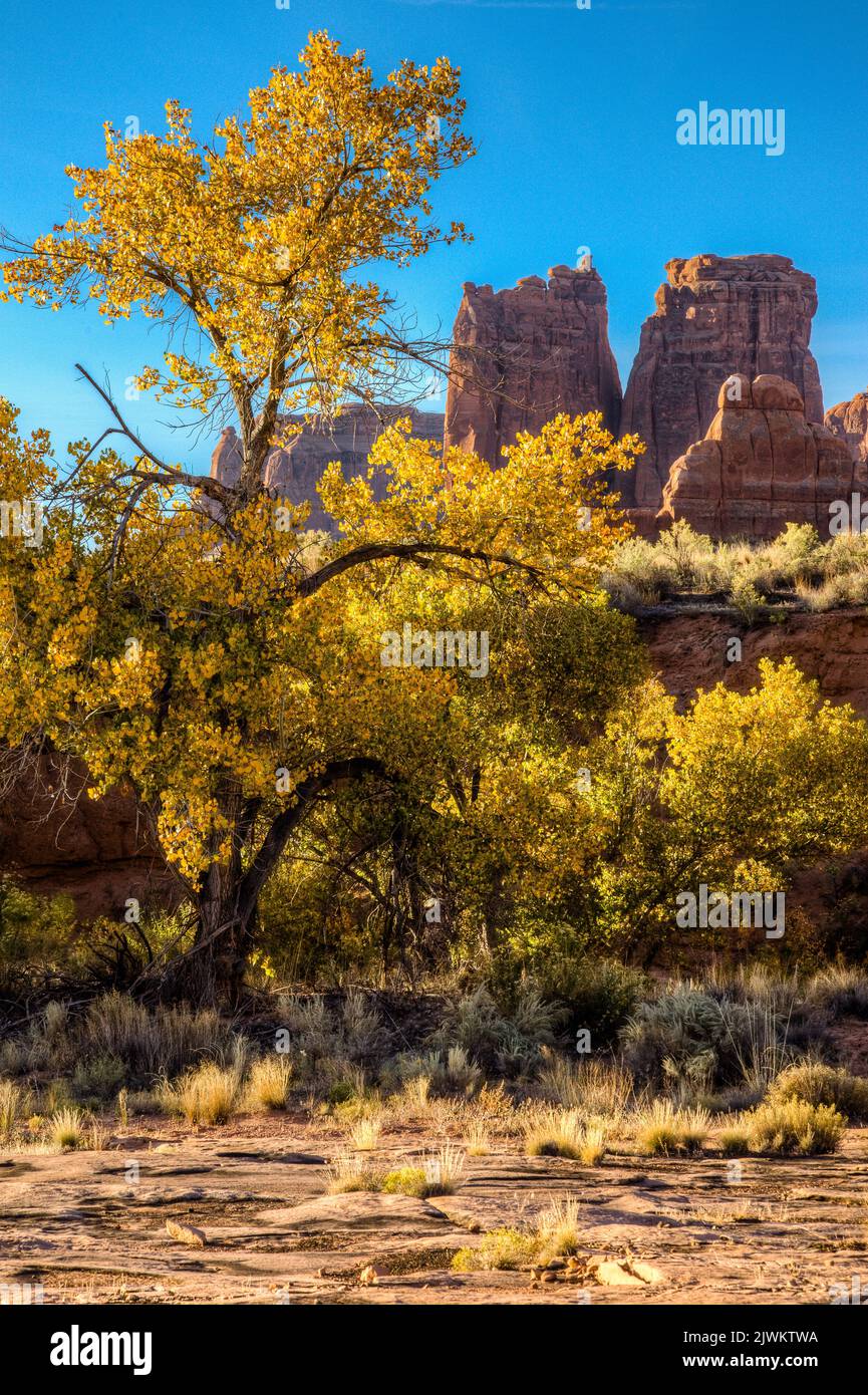 Cottonwood trees in fall color in Courthouse Wash with the Organ ...