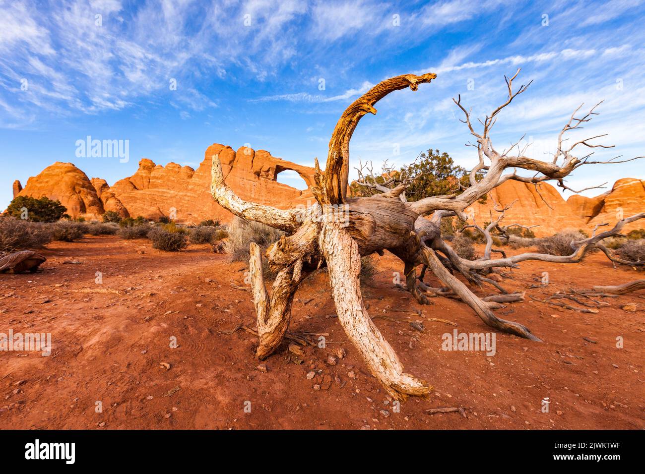 Roots of a dead pinyon pine tree in front of Skyline Arch, an Entrada ...