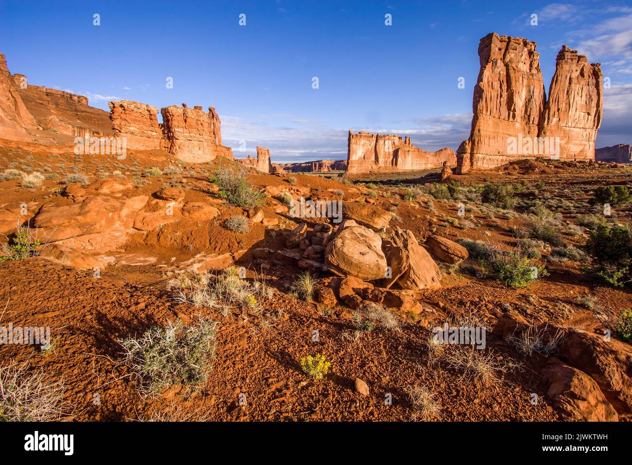 Wildflowers blooming in the desert in the Courthouse Towers section of ...