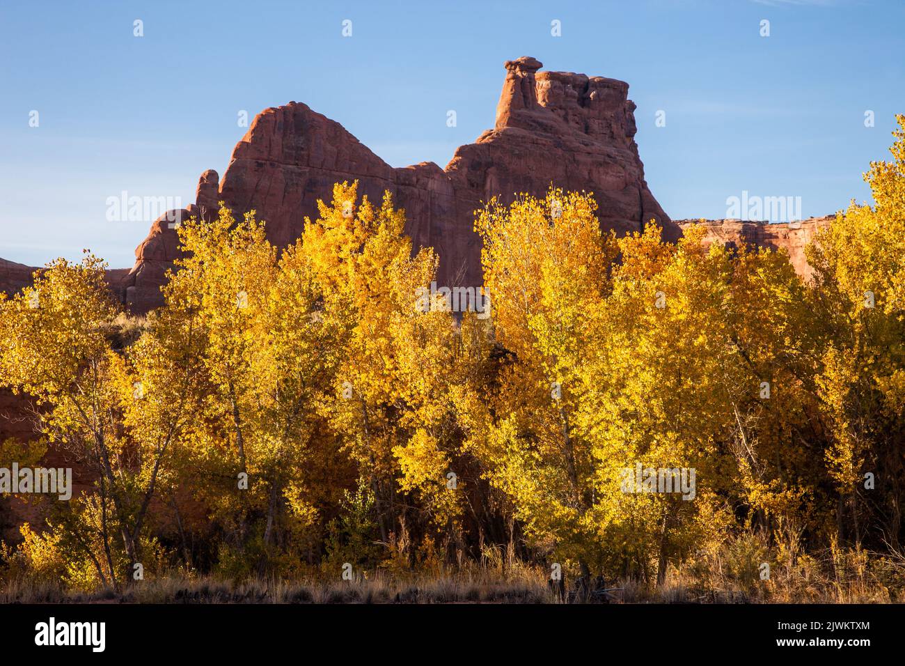 Cottonwood trees in fall color in Courthouse Wash with the Tower of ...
