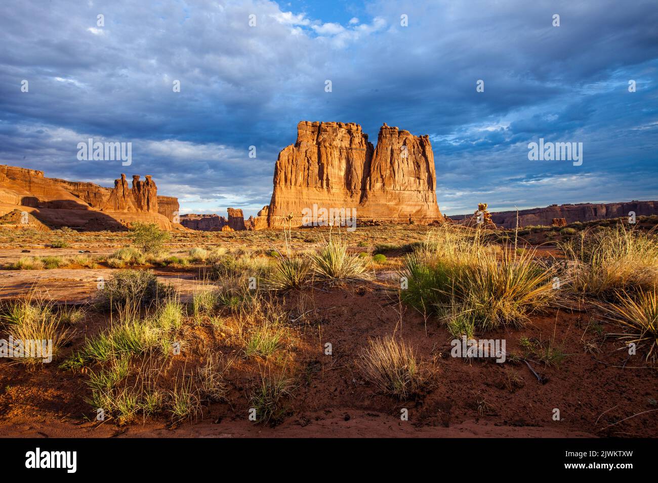 Desert yucca plants and grasses in the Courthouse Towers section of ...