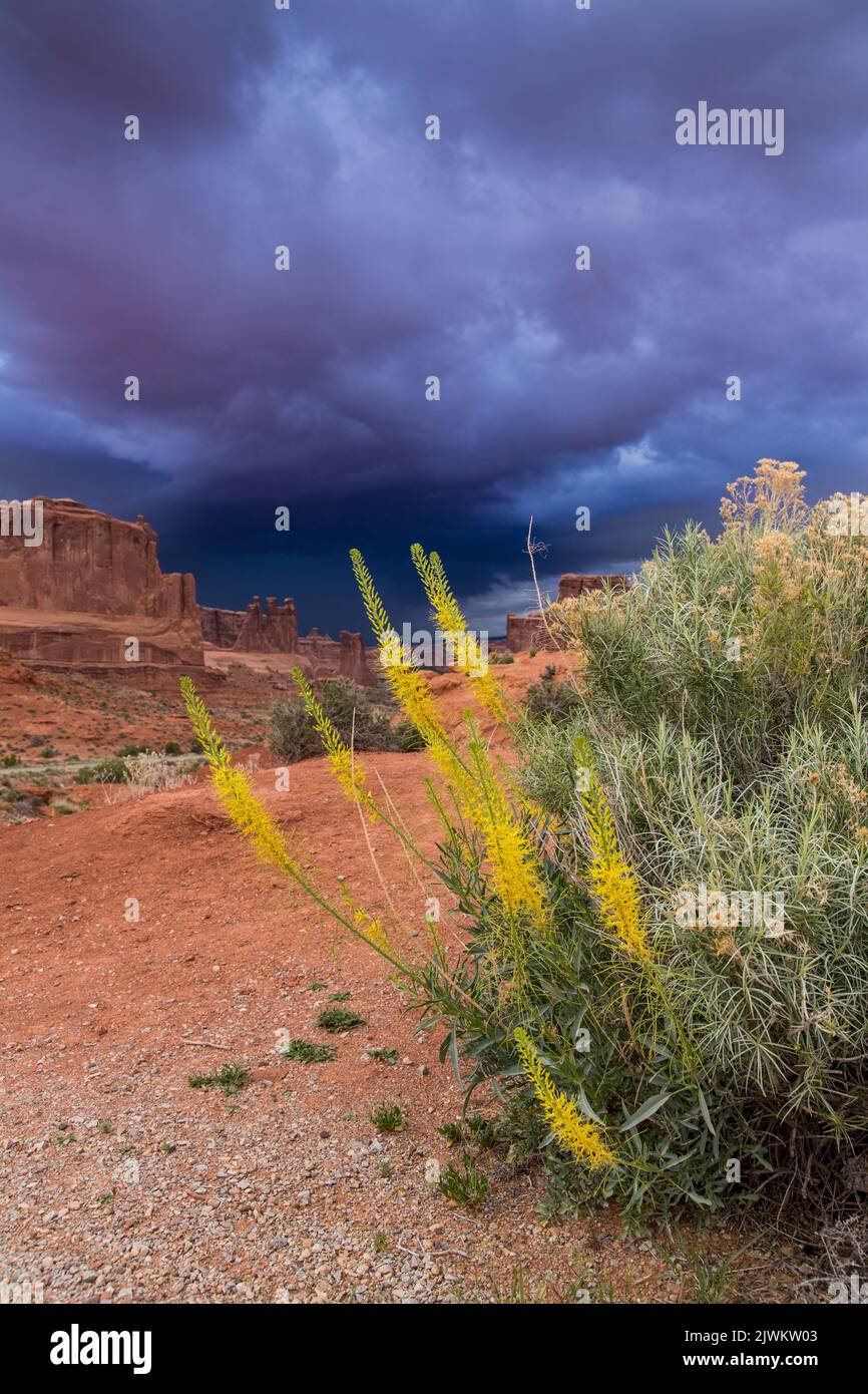 Prince's Plumes in bloom in front of the Courthouse Towers in Arches ...