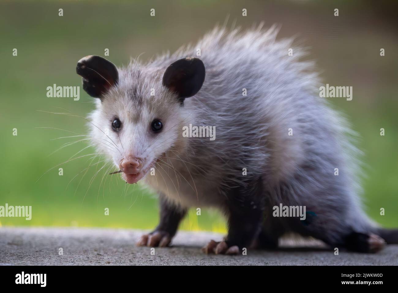 The Virginia opossum (Didelphis virginiana). This year's older cub came ...