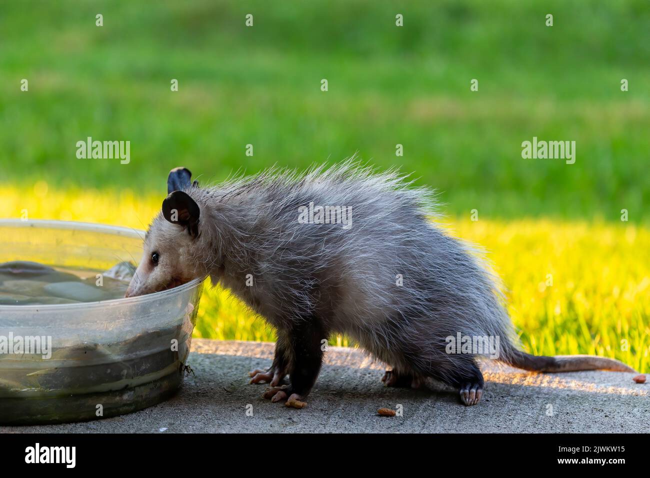 The Virginia opossum (Didelphis virginiana). This year's older cub came ...