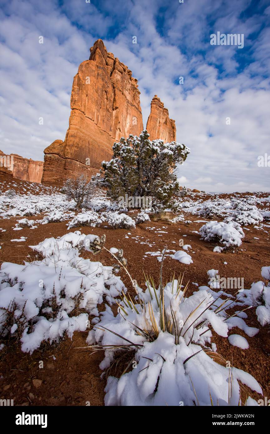 Snow on a yucca plant in front of the Organ in the Courthouse Towers in ...