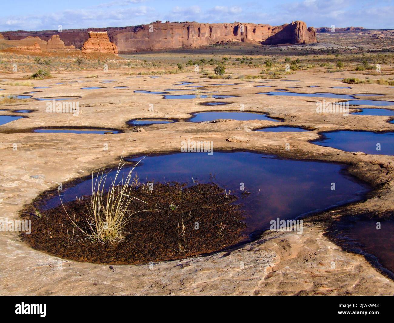 Grass growing in the soil filling an ephemeral rainwater pool in a ...