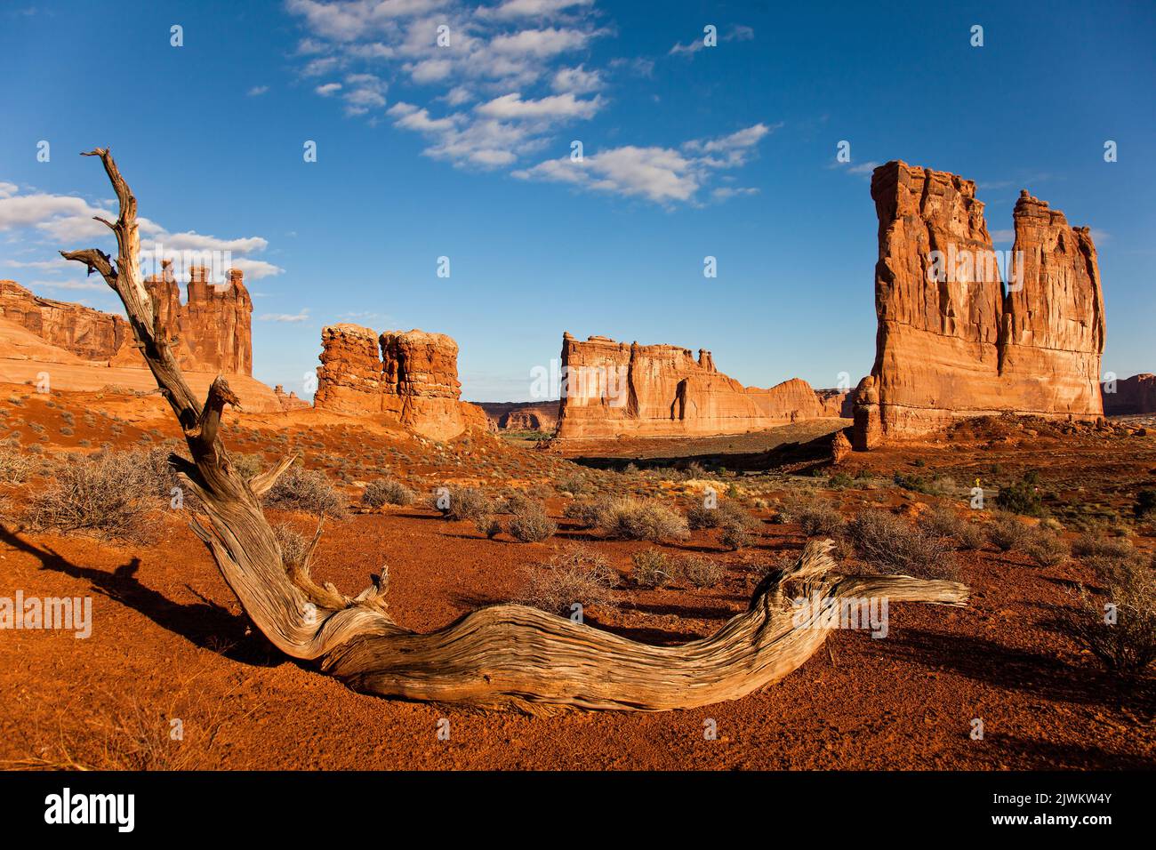 Desert vegetation and a dead juniper log in the Courthouse Towers ...