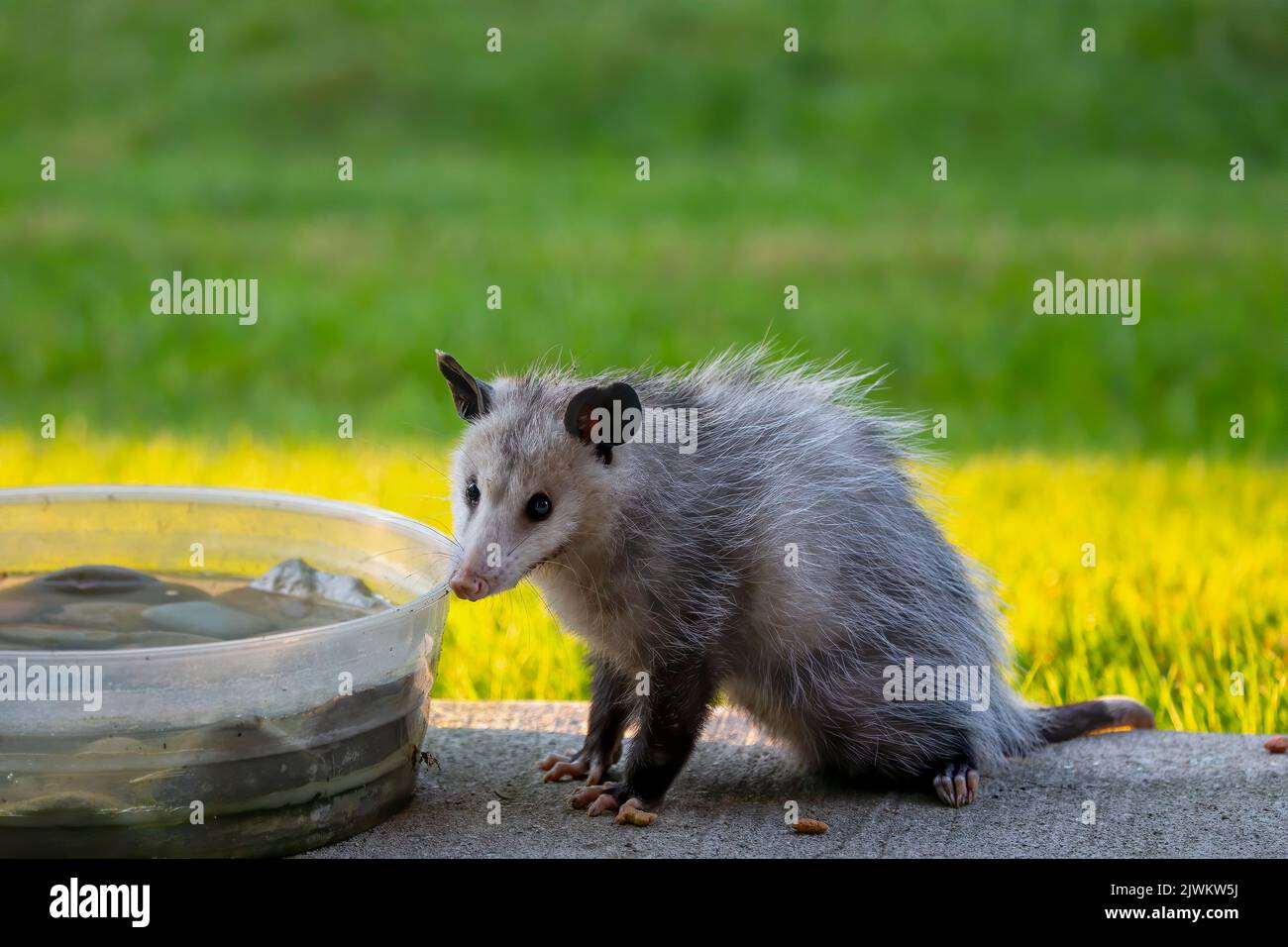 The Virginia opossum (Didelphis virginiana). This year's older cub came ...
