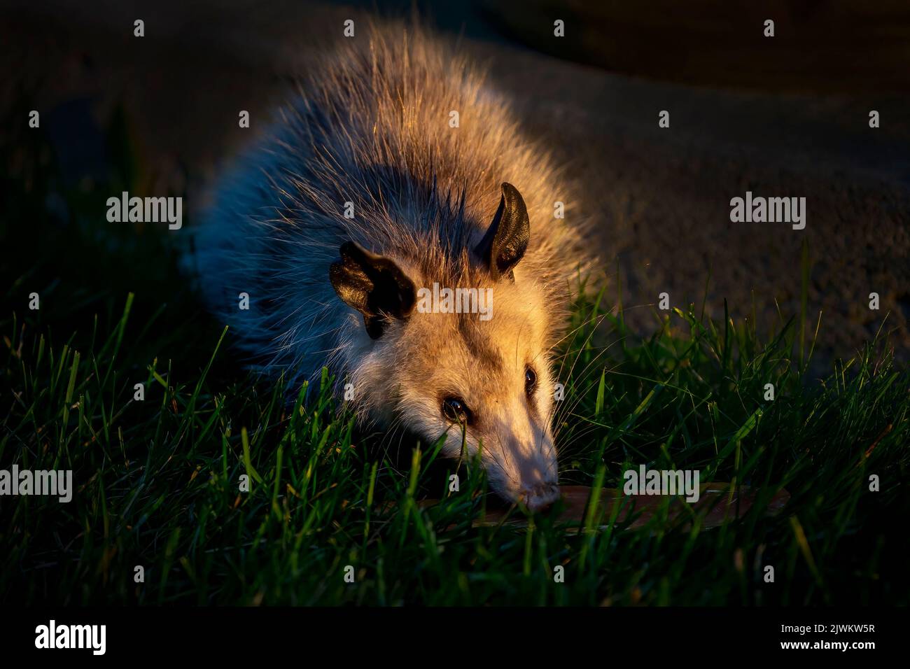 The Virginia opossum (Didelphis virginiana). This year's older cub came ...