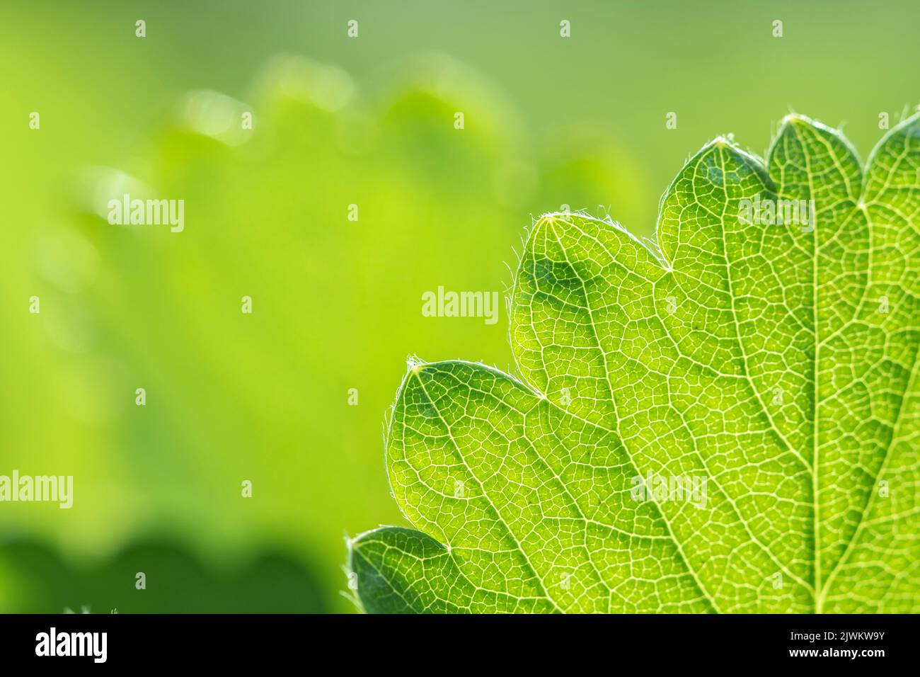 Nature of green leaves in garden at summer with sunlight. Natural green ...