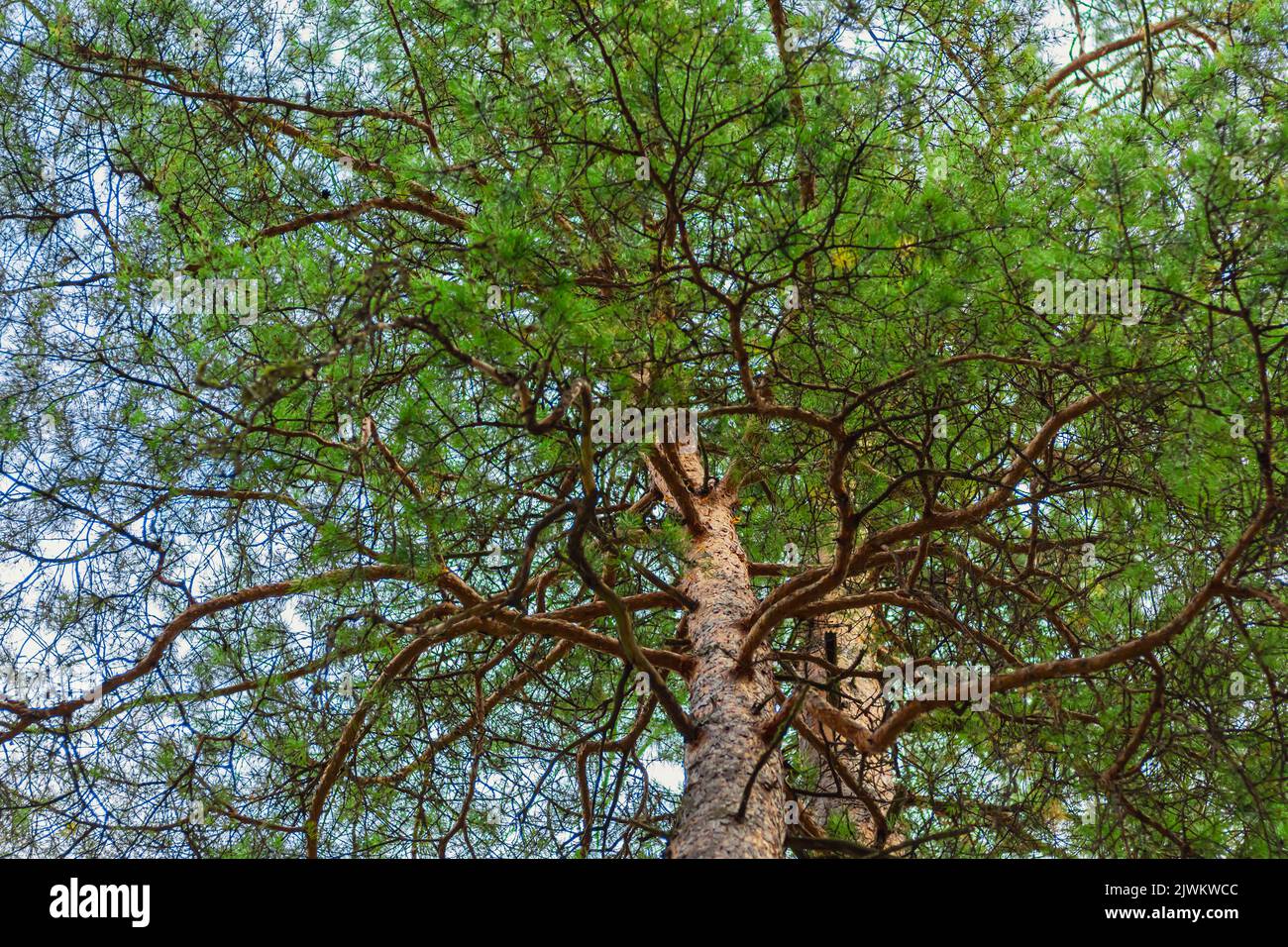Big and tall green pine tree and its trunk with spreading branches with ...