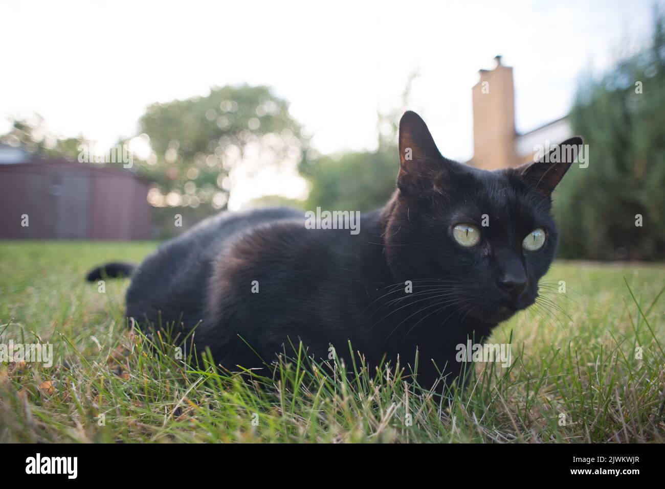 My rescue cat Boo who I adopted as a kitten and trained her to stay in ...