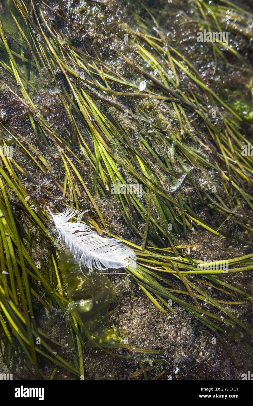 2022-09-06 11:24:40 GRIEND - A landscaped seagrass field near Griend ...