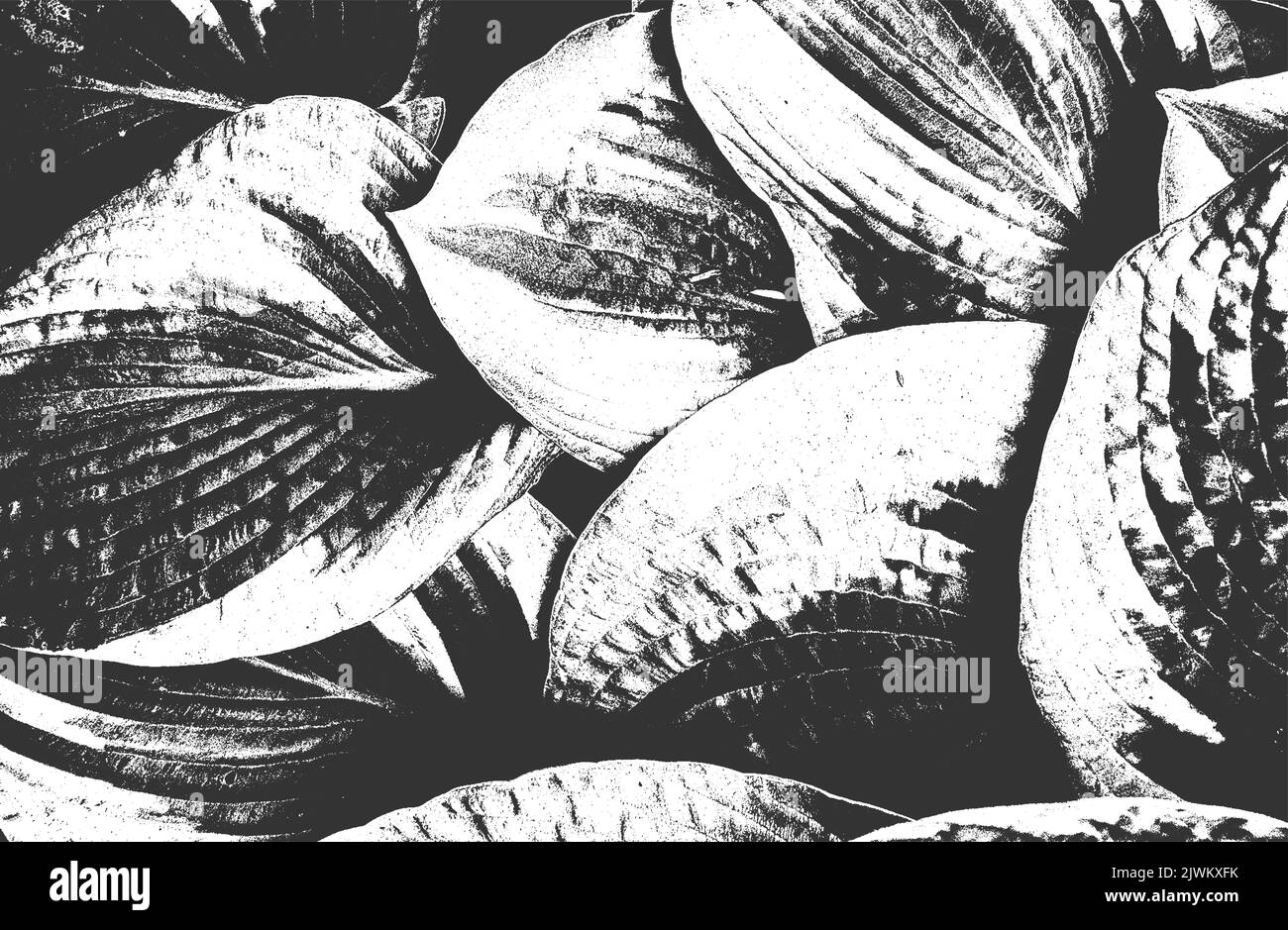 Distressed overlay wooden leaf macro texture with streaks. grunge black ...