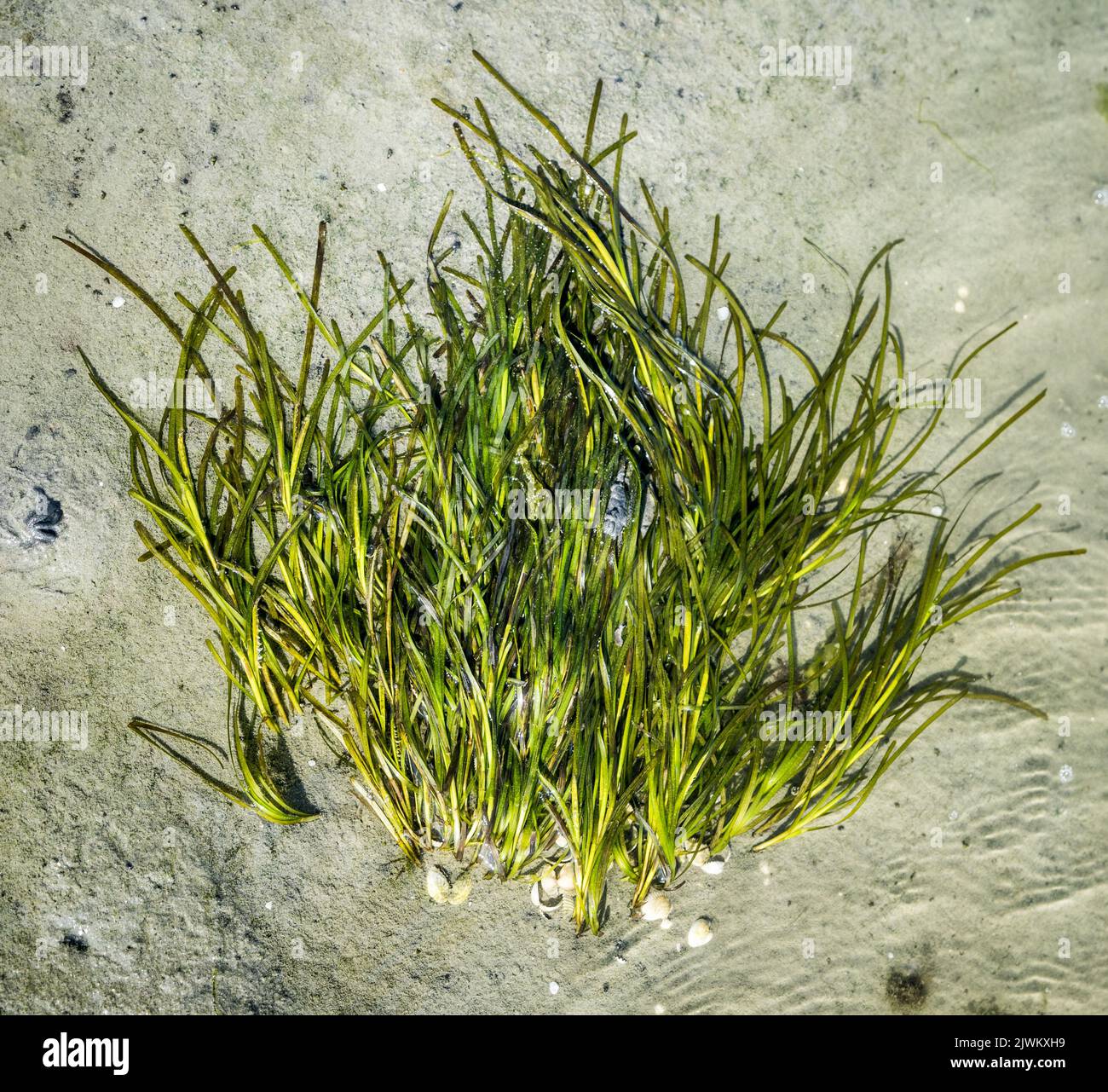 Intertidal And Subtidal Habitats Hi-res Stock Photography, 59% OFF