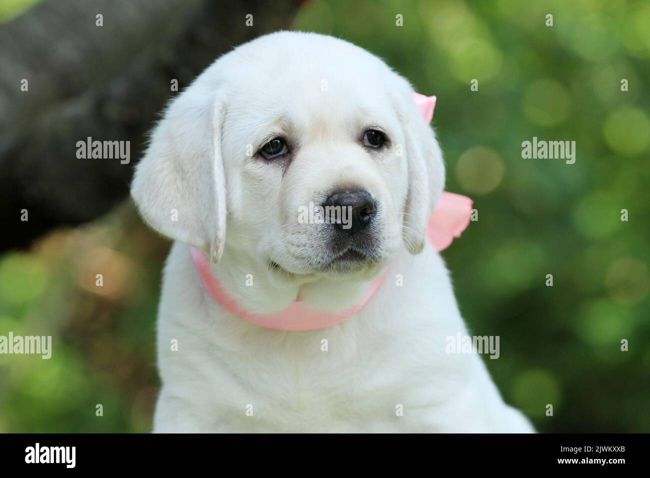 the nice yellow labrador puppy in summer close up portrait Stock Photo ...
