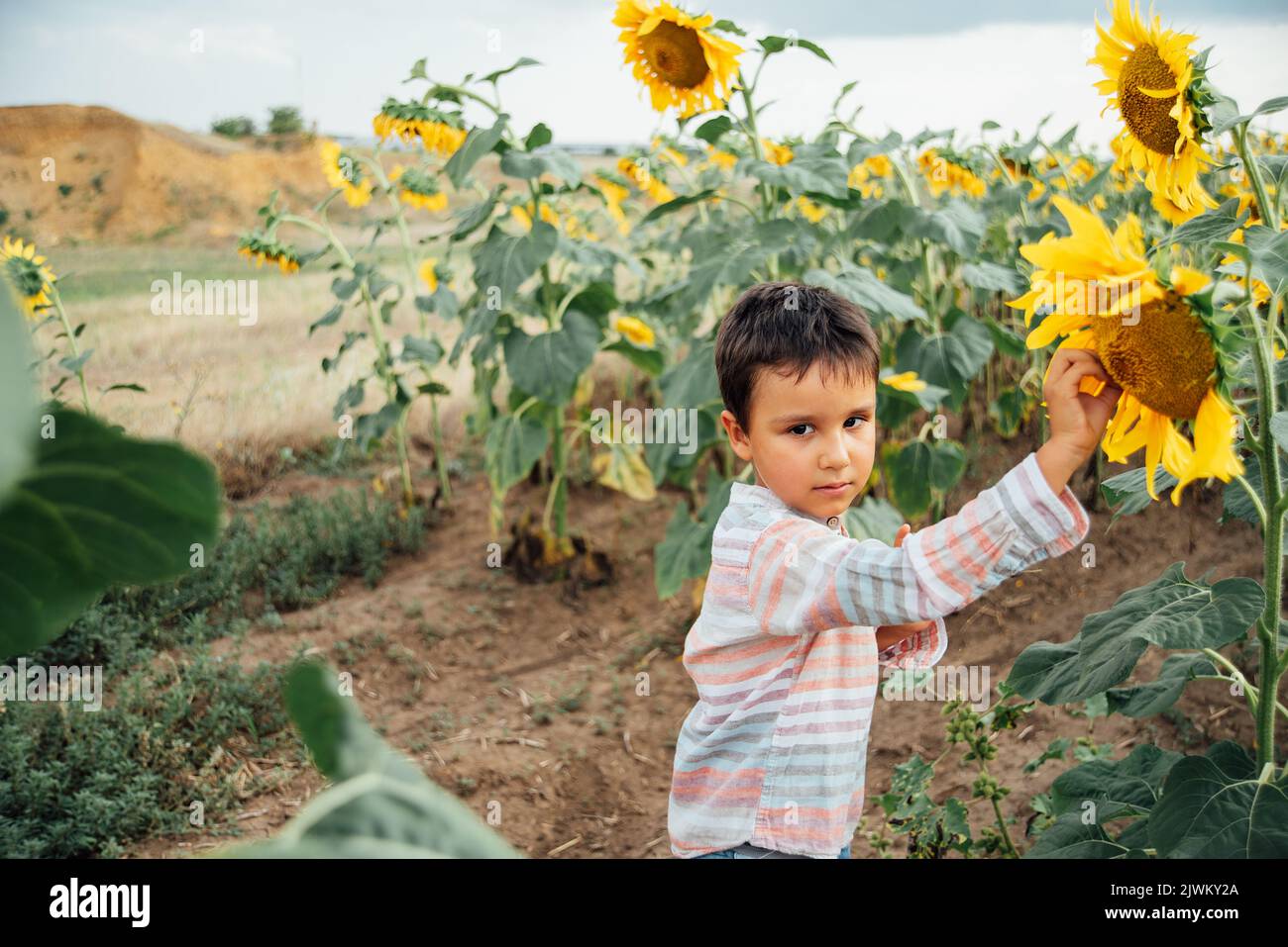 Adorable little kid boy on summer sunflower field outdoor. Happy child ...