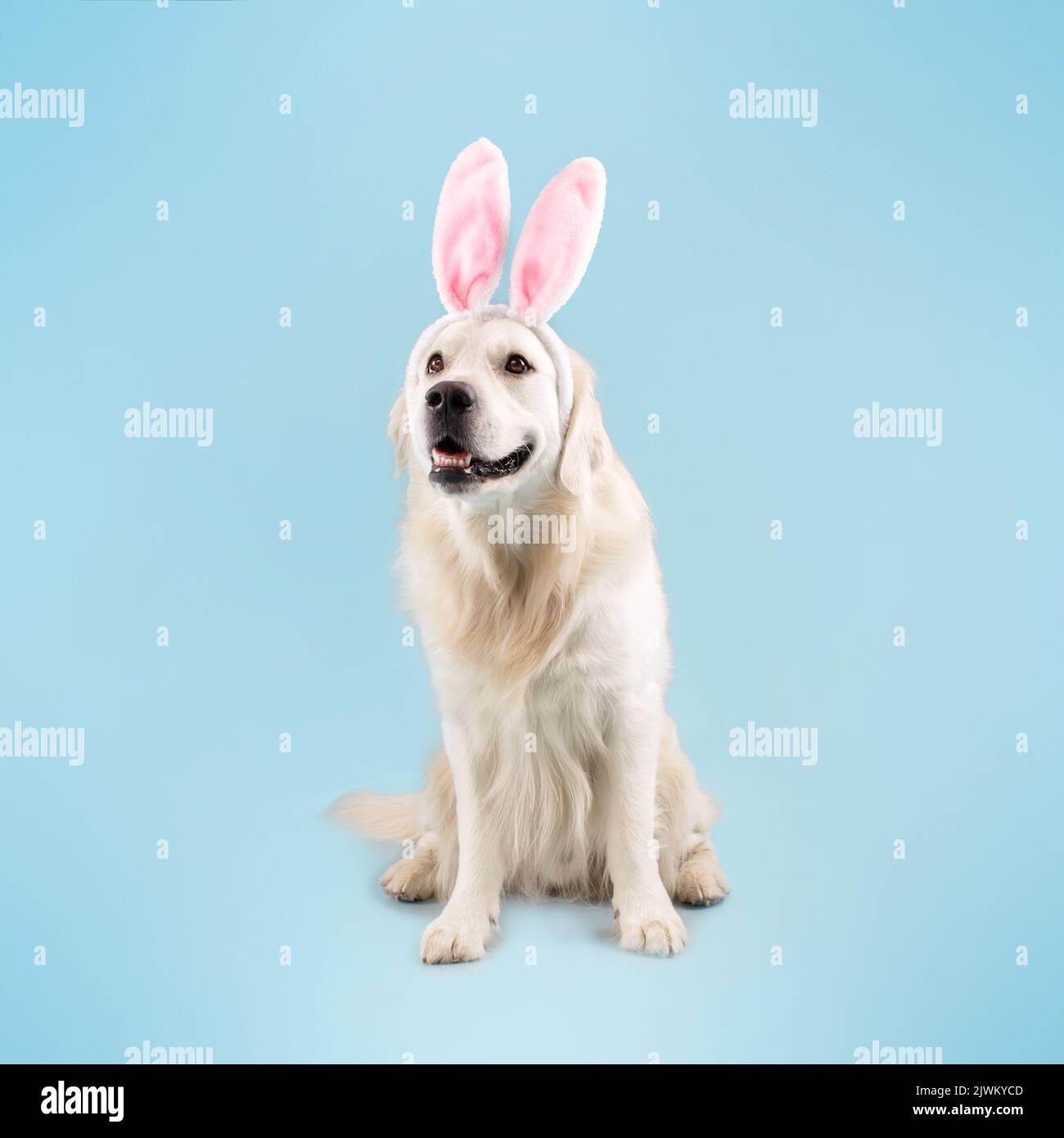 Happy cute golden retriever dog wearing bunny ears, smiling, sitting on ...
