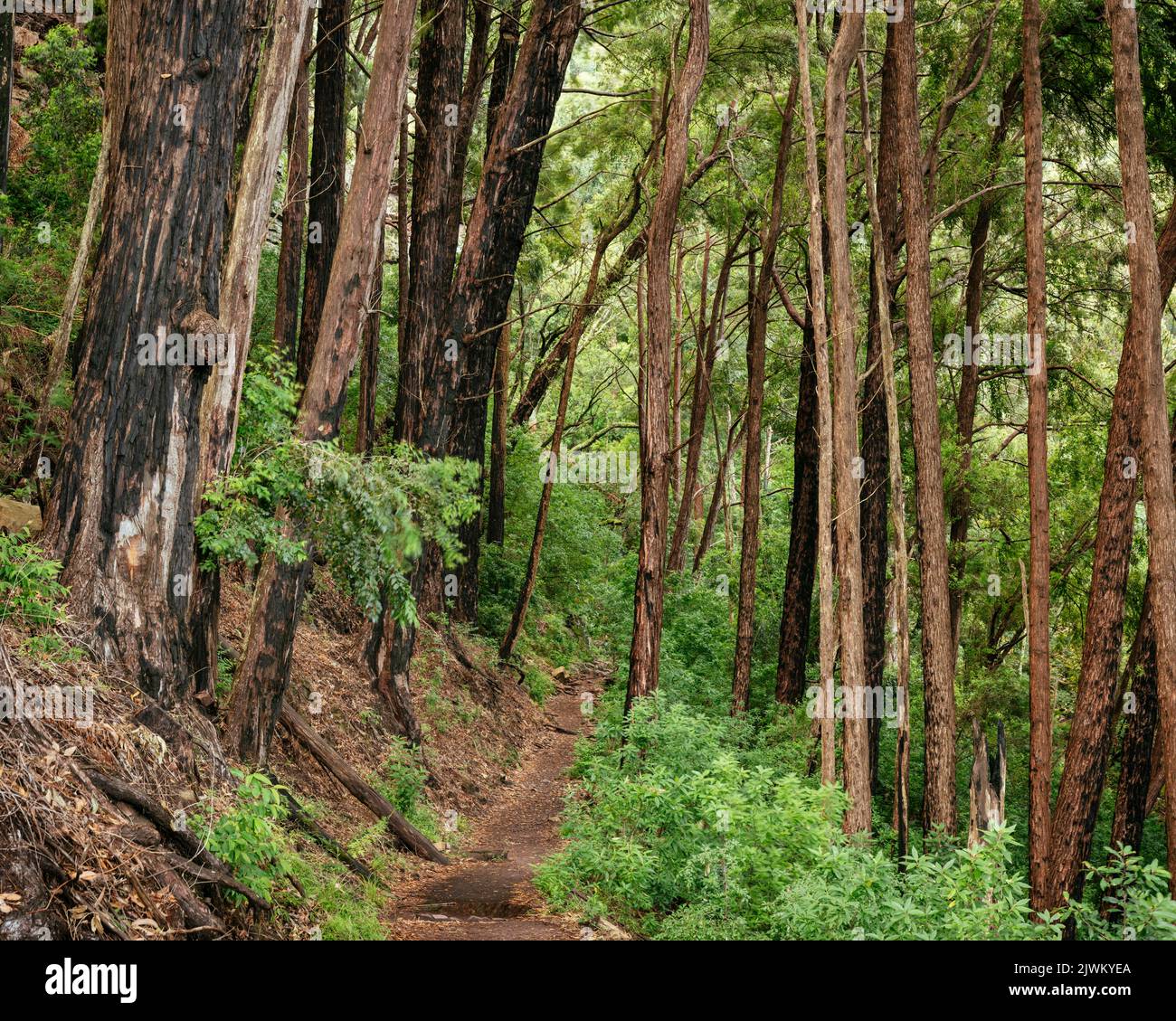 Newlands Forest, Table Mountain National Park, Cape Town, Western Cape ...