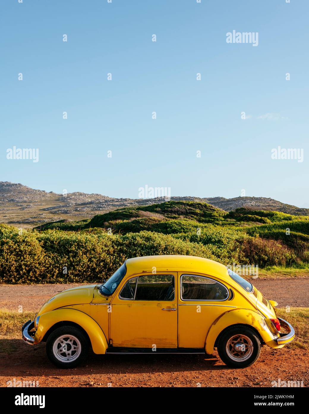 Cape town beetle hi-res stock photography and images - Alamy