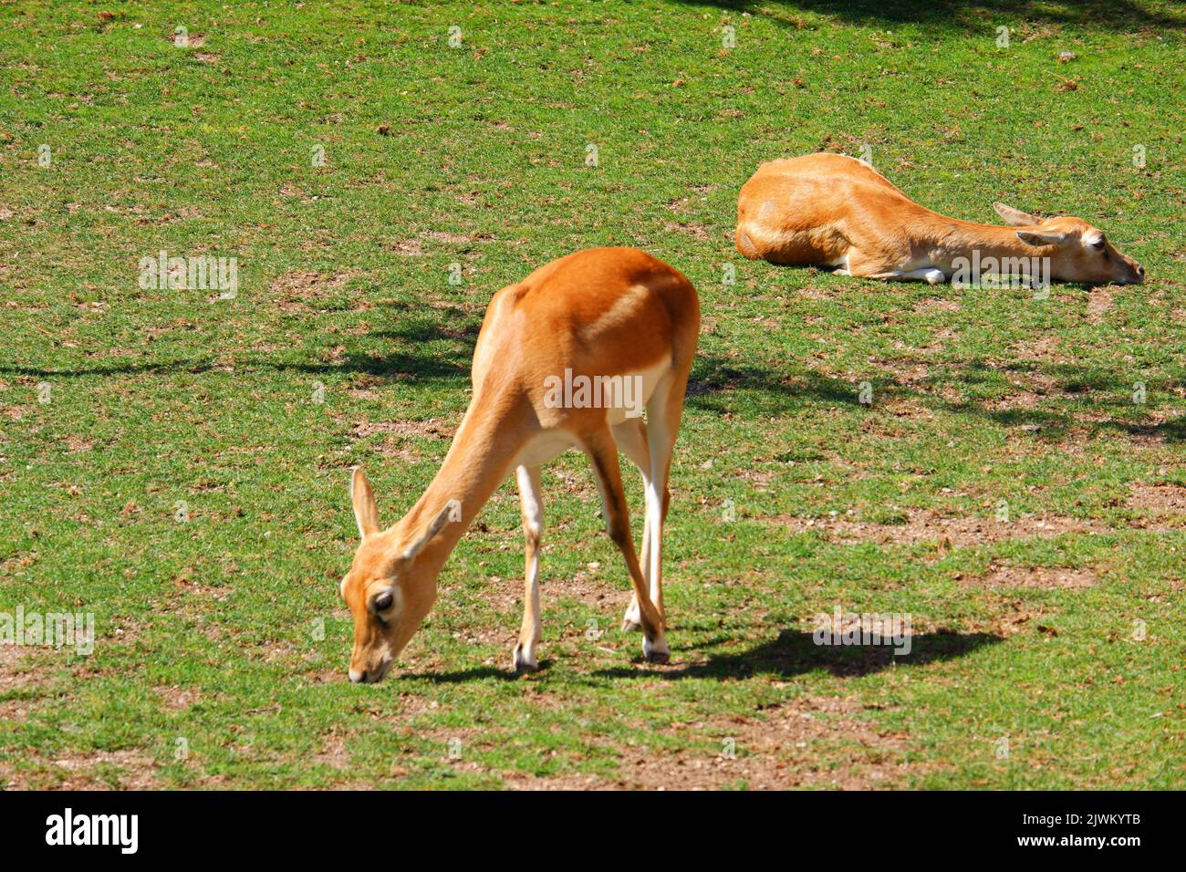 Baby antelope lying in grass hi-res stock photography and images - Alamy