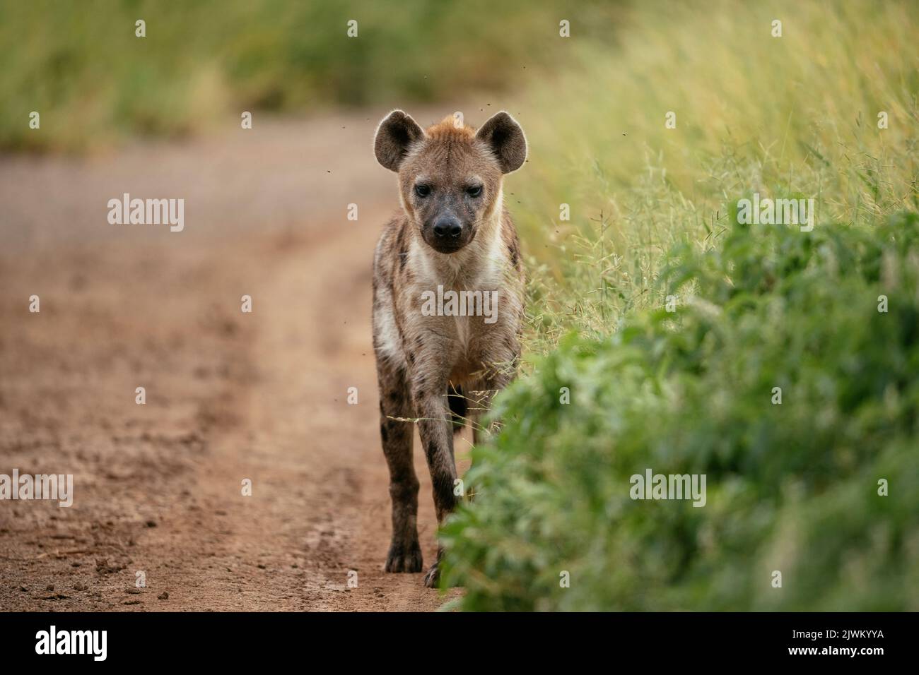 Hyena, Makuleke Contractual Park, Kruger National Park, South Africa ...