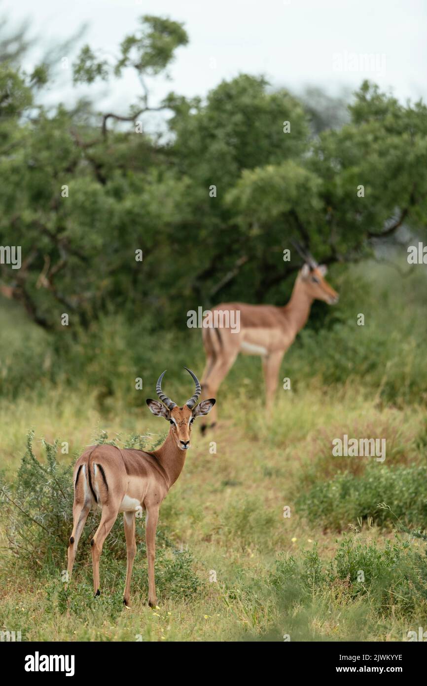 Impalas, Makuleke Contractual Park, Kruger National Park, South Africa ...