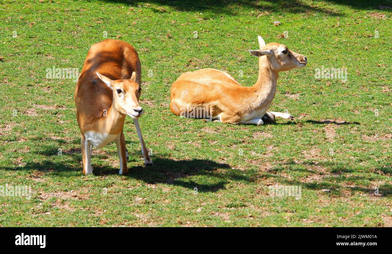 Baby antelope lying in grass hi-res stock photography and images - Alamy