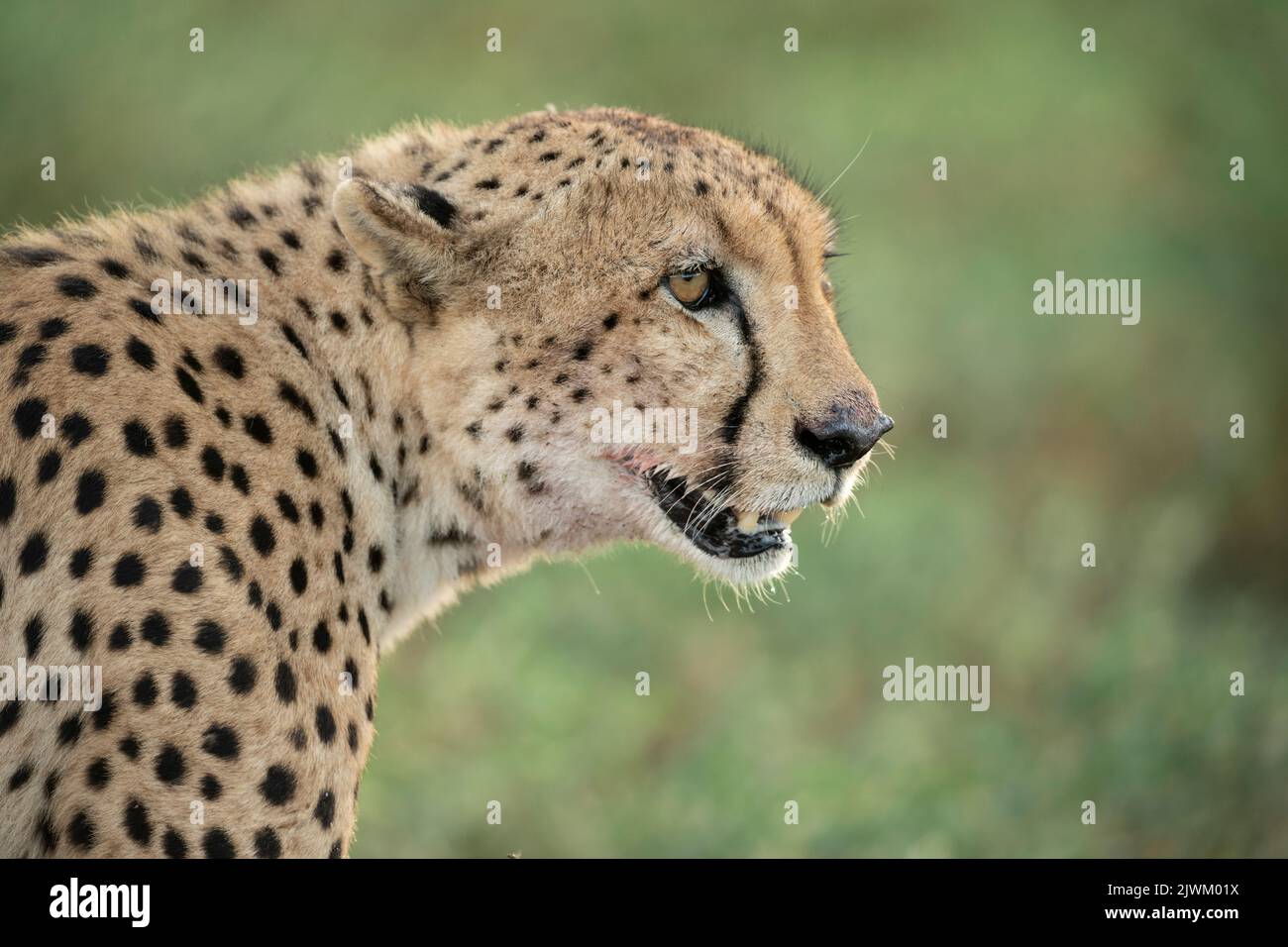 Cheetah, Marataba, Marakele National Park, South Africa Stock Photo - Alamy