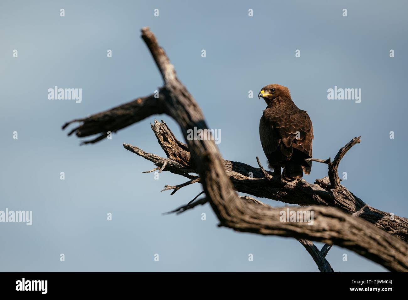 Wahlberg's Eagle, Marataba, Marakele National Park, South Africa Stock ...