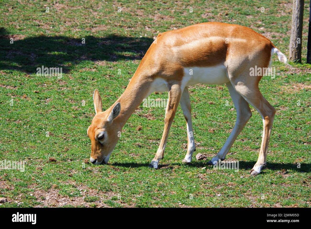 Baby antelope lying in grass hi-res stock photography and images - Alamy