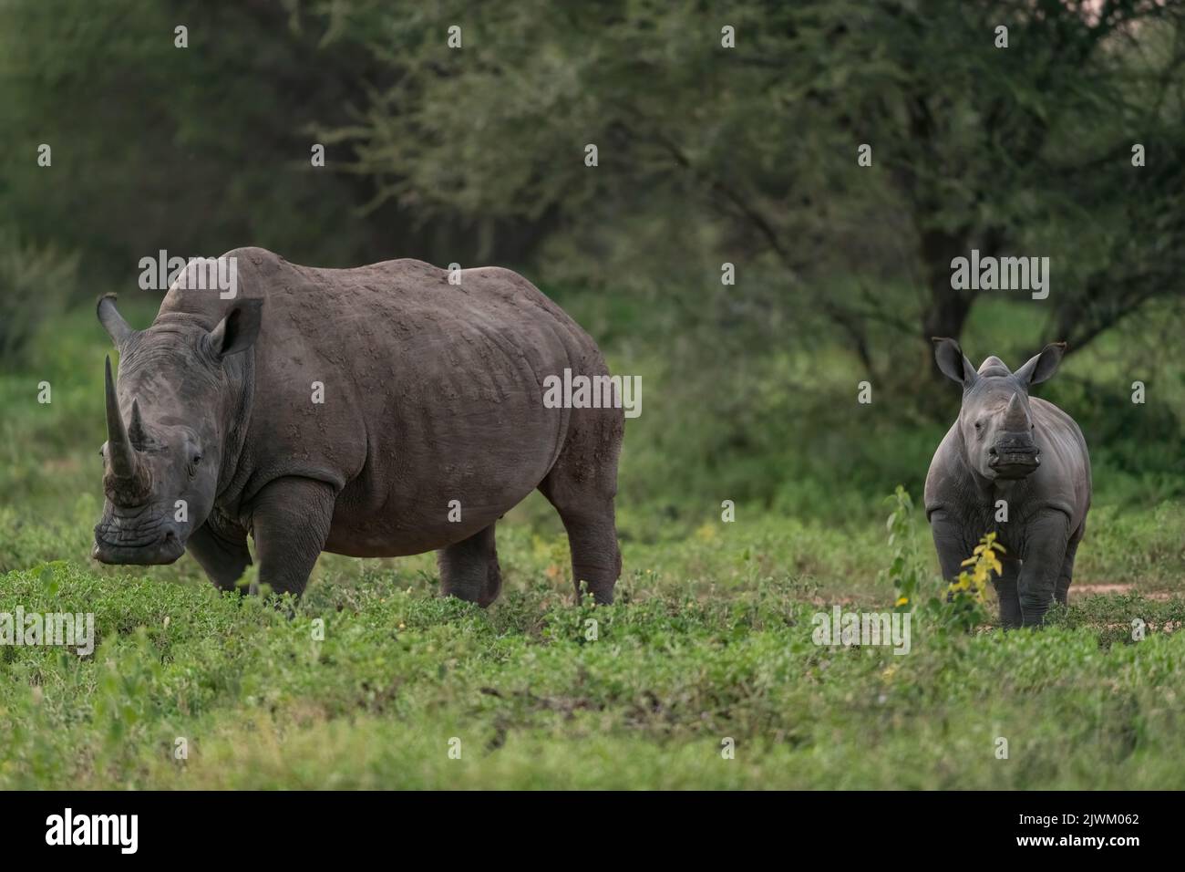 Young White Rhino with Mother, Marataba, Marakele National Park, South ...
