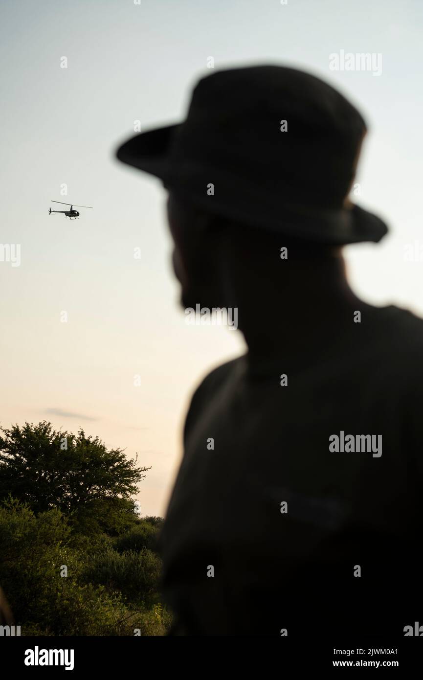 Rhino Collaring Operation in Marataba Conservation Camp, Marakele ...