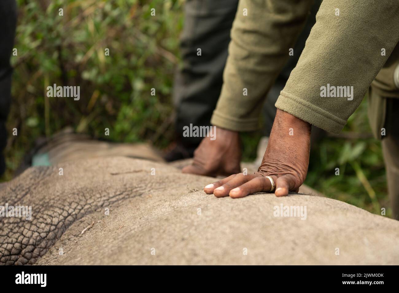Rhino Collaring Operation in Marataba Conservation Camp, Marakele ...