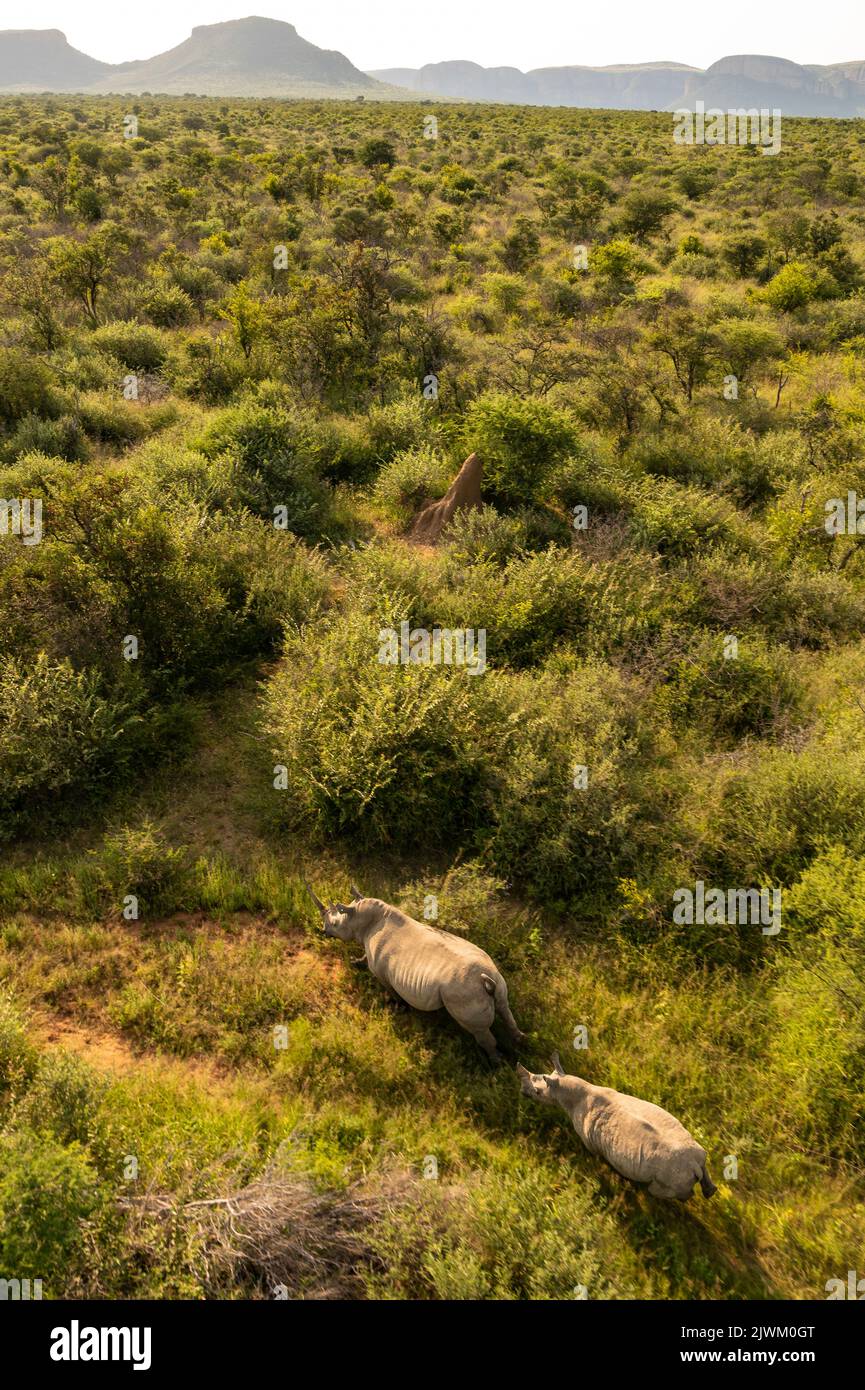 Rhino Collaring Operation in Marataba Conservation Camp, Marakele ...