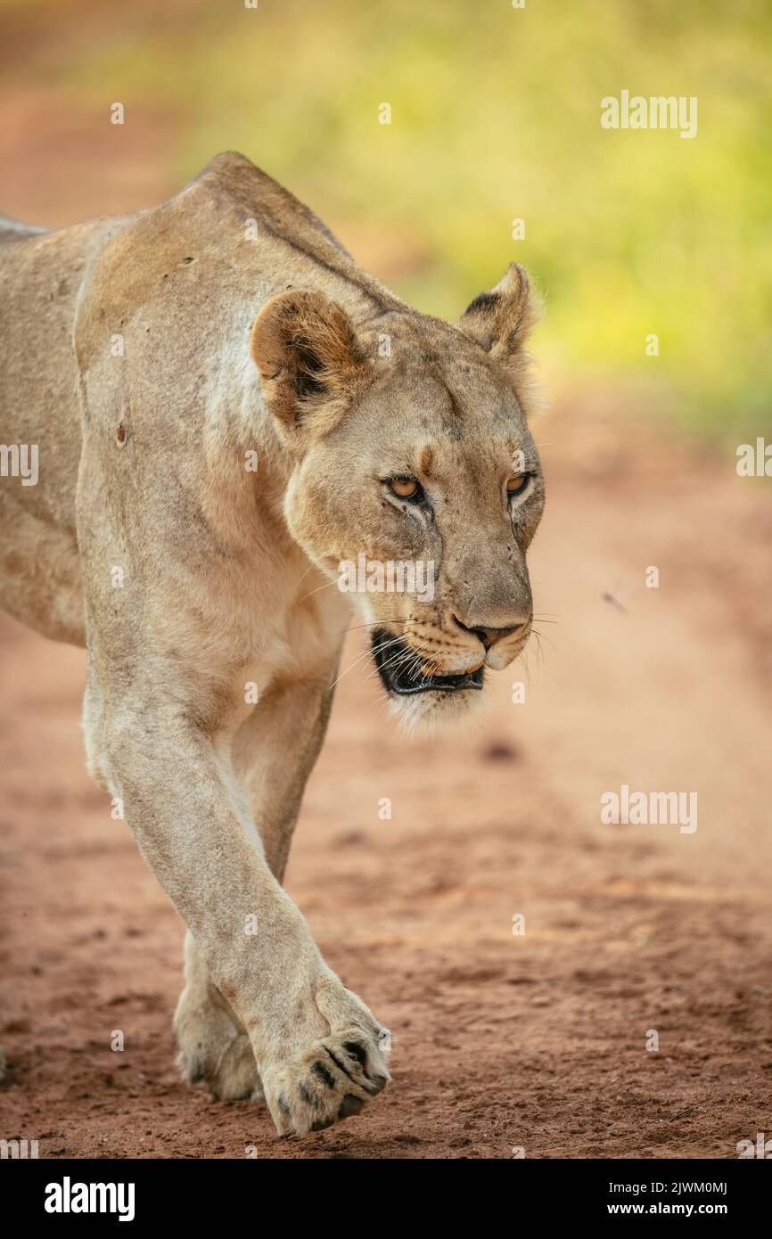 Marataba marakele hi-res stock photography and images - Alamy
